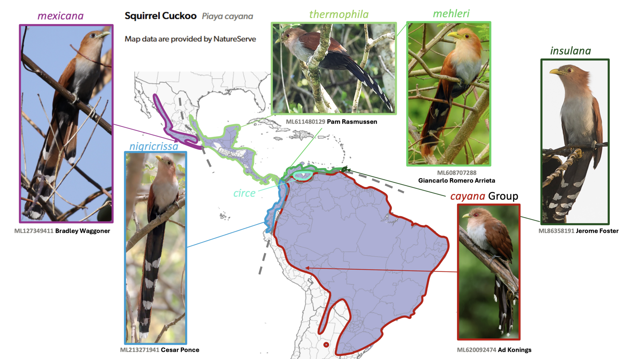 2025 eBird Taxonomy Update - eBird Science